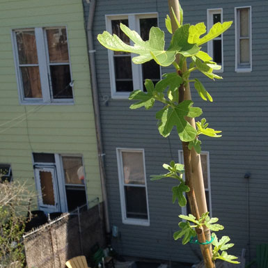 The Fig Twig Flourisheth