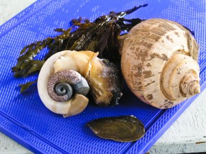 Scungilli is Snails?!?!?!